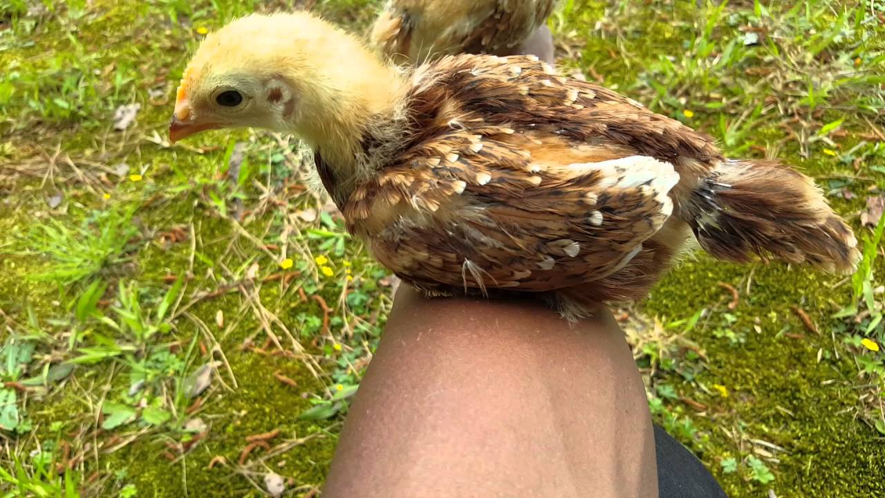 Production Red Chickens