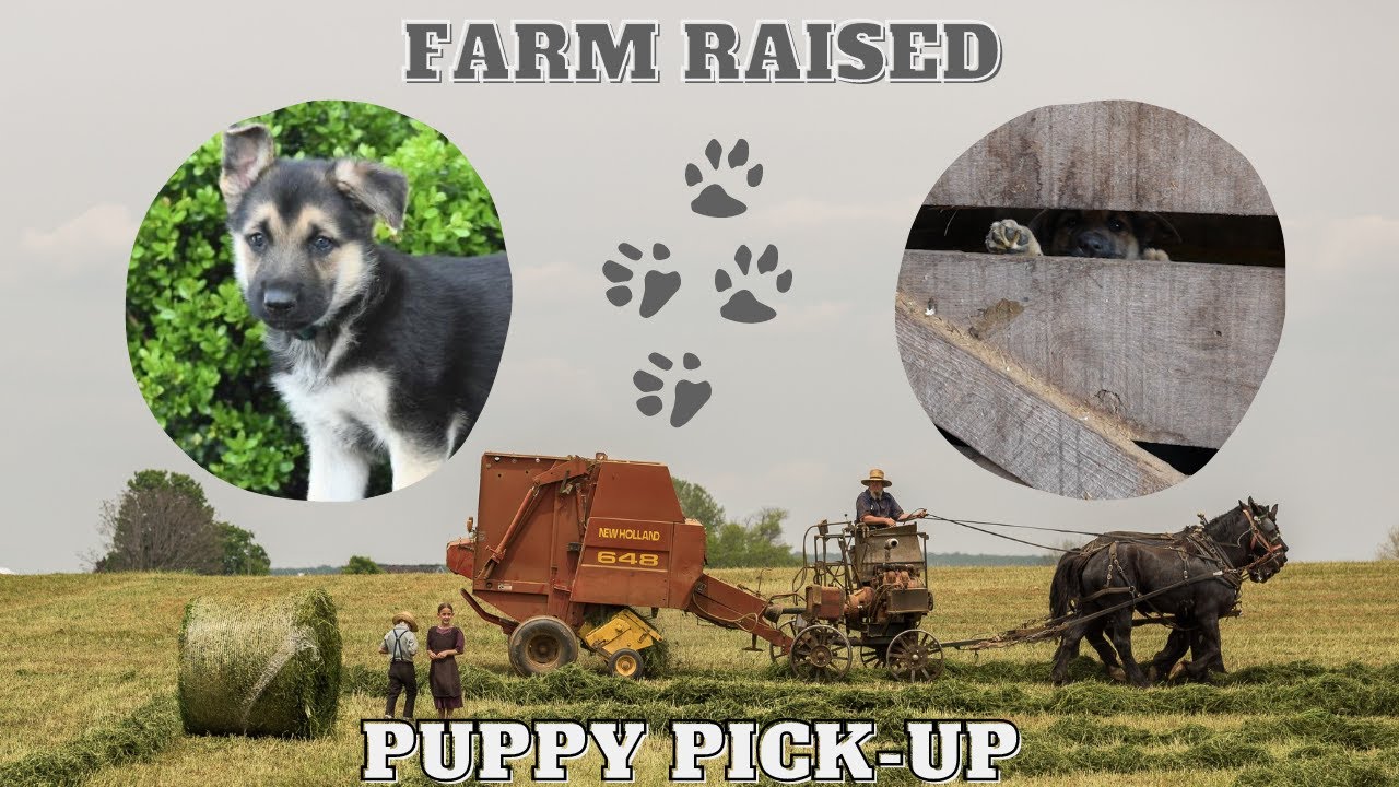 NEW PUPPY Vlog | Baby German Shepherd Raised on Amish Farm + Drive to ...