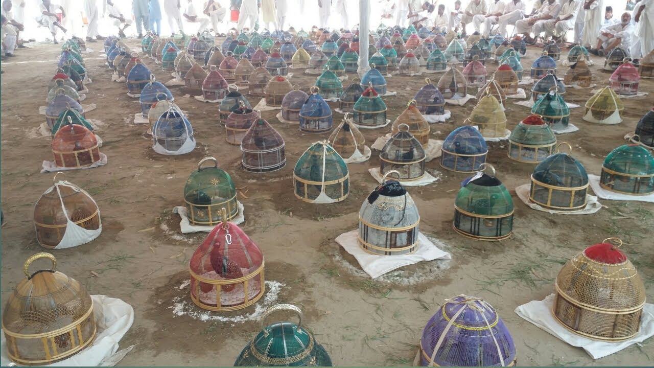 Black Titar Tournment In Pakistan Punjab | Kaly Titaro Ki Chakri Ka ...