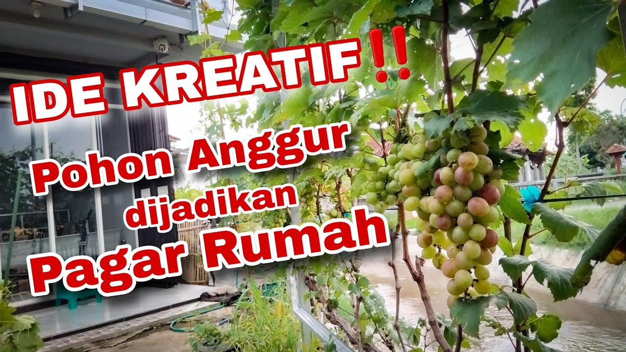 EPS 65 - IDE KREATIF‼️ POHON ANGGUR DIJADIKAN PAGAR RUMAH - YouTube