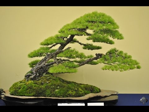 Twin Trunks - Bonsai Style Series - YouTube