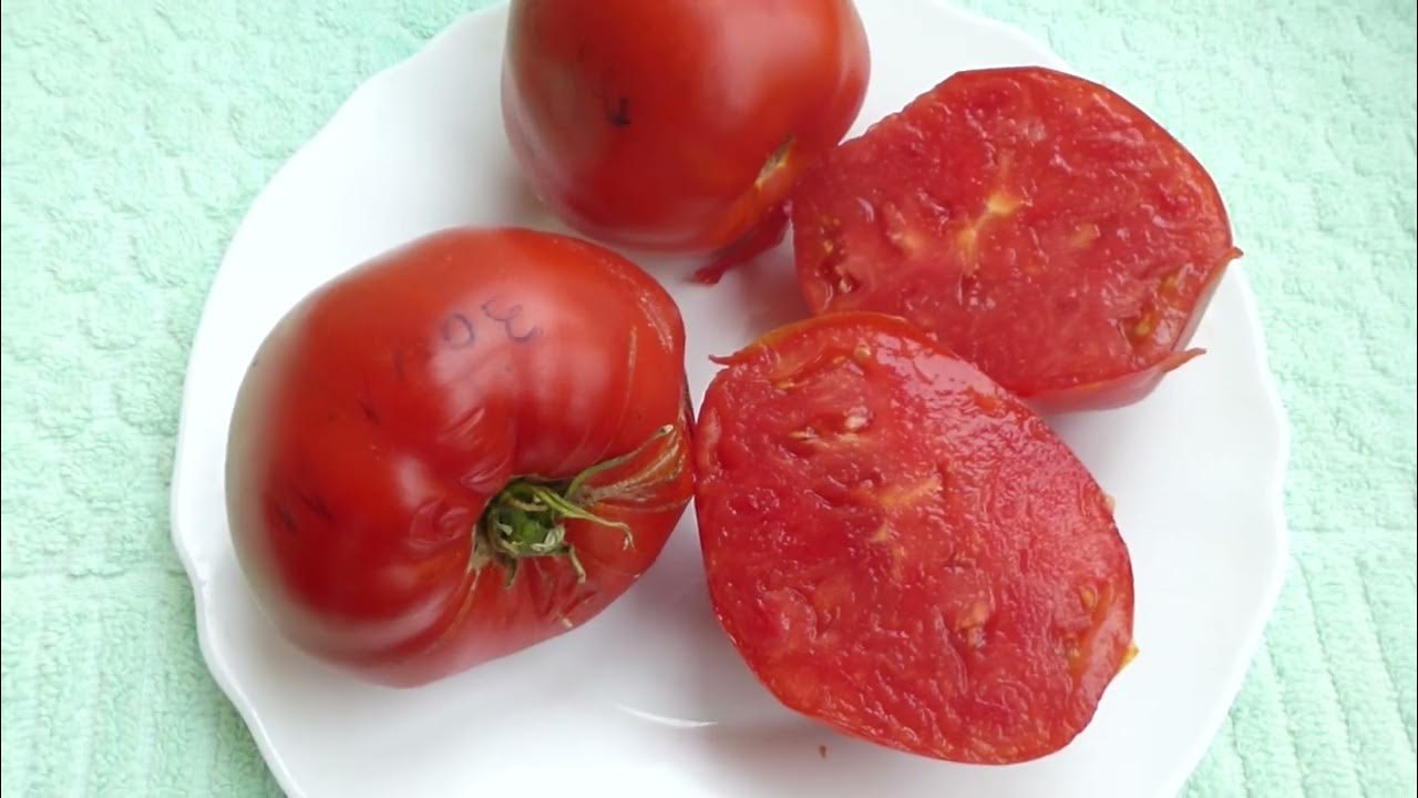 Вкуснейшие томаты Загадка долины роз Заилийский Алатау красный золотой ...