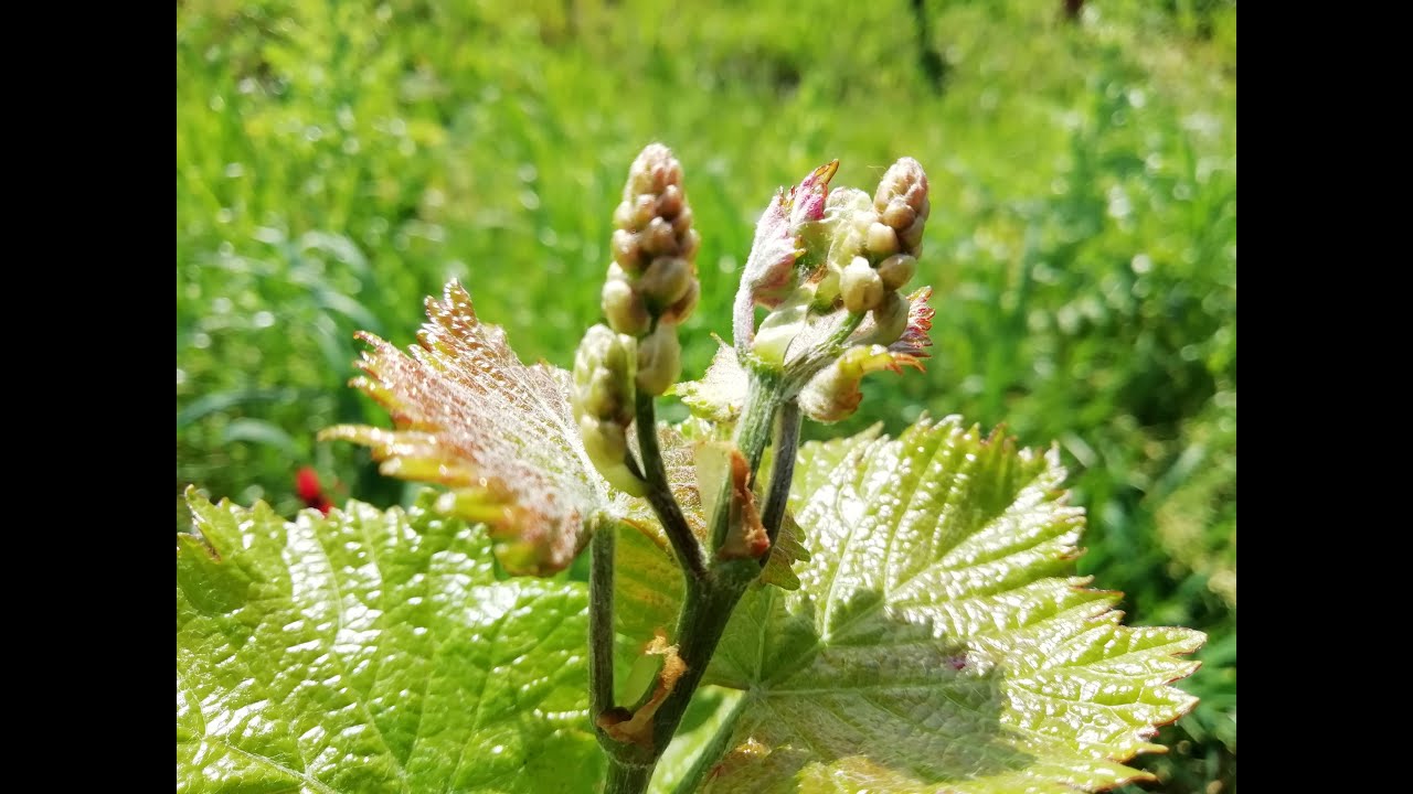 Vine clusters appeared - YouTube