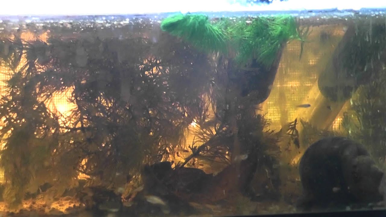 SYPHONING UNEATEN FOOD AND LEFT OVERS FROM MY 1MONTH OLD PLAKAT BETTA ...
