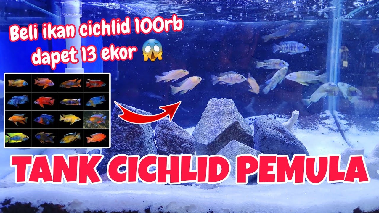 Set up tank simple aquarium ikan Cichlid / how to setup an african ...