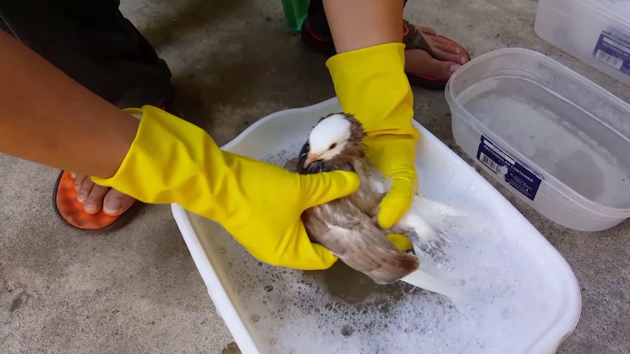 DVR Roller Pigeons #17: How to kill feather mites and their nest with ...