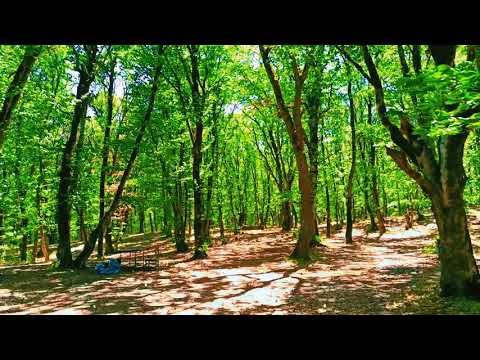 Hatıralar bahçesi . Şabran