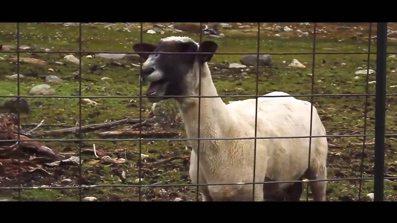 Ole Miss Rally Goat - YouTube