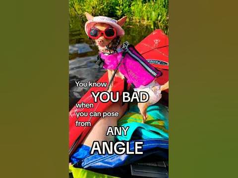 You know you bad when you can pose from any angle #youtubeshorts #chihuahuapuppy #puppydogpals ...