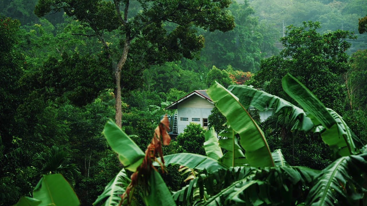 Rainforest Sounds for Sleep, Study, Relaxation - Soothing Stress Relief ...