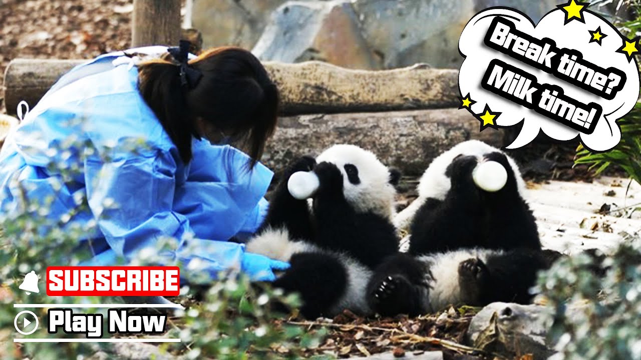 Break Time In Panda Kindergarten | iPanda - YouTube