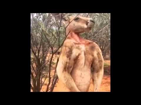 Body'ci Kanguru