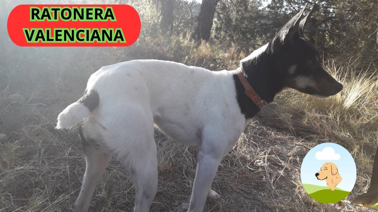 Ratonera Valenciana - Gos Rater Valenciá - YouTube