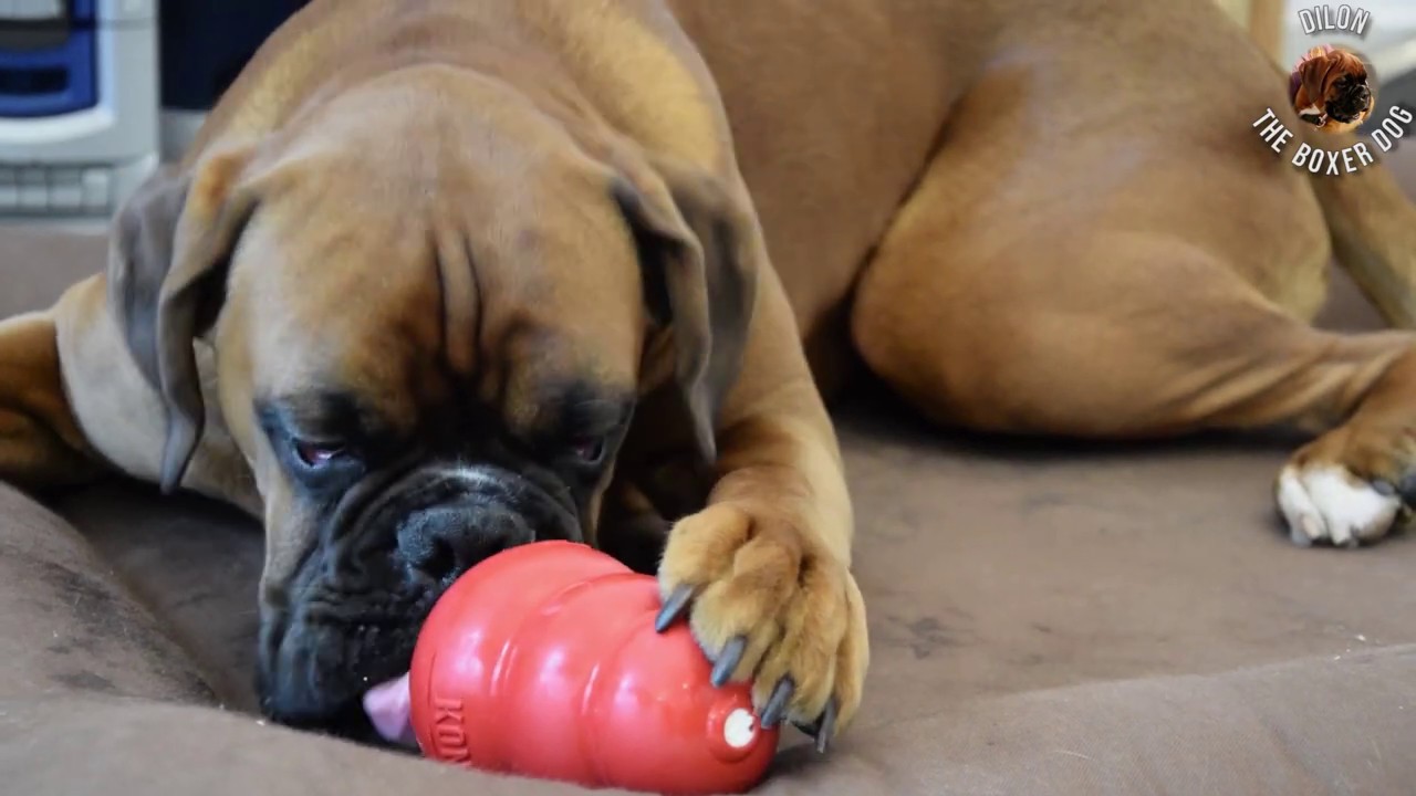 Boxer Dilon First Christmas Surprise - YouTube