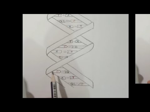 How to draw dna model | How to draw dna double helix - YouTube