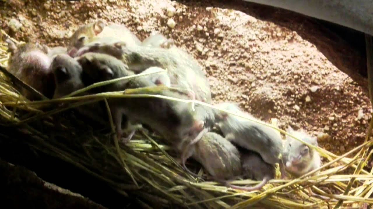 Ratones pigmeos africanos (Mus minutoides) en BIOPARC Valencia - YouTube