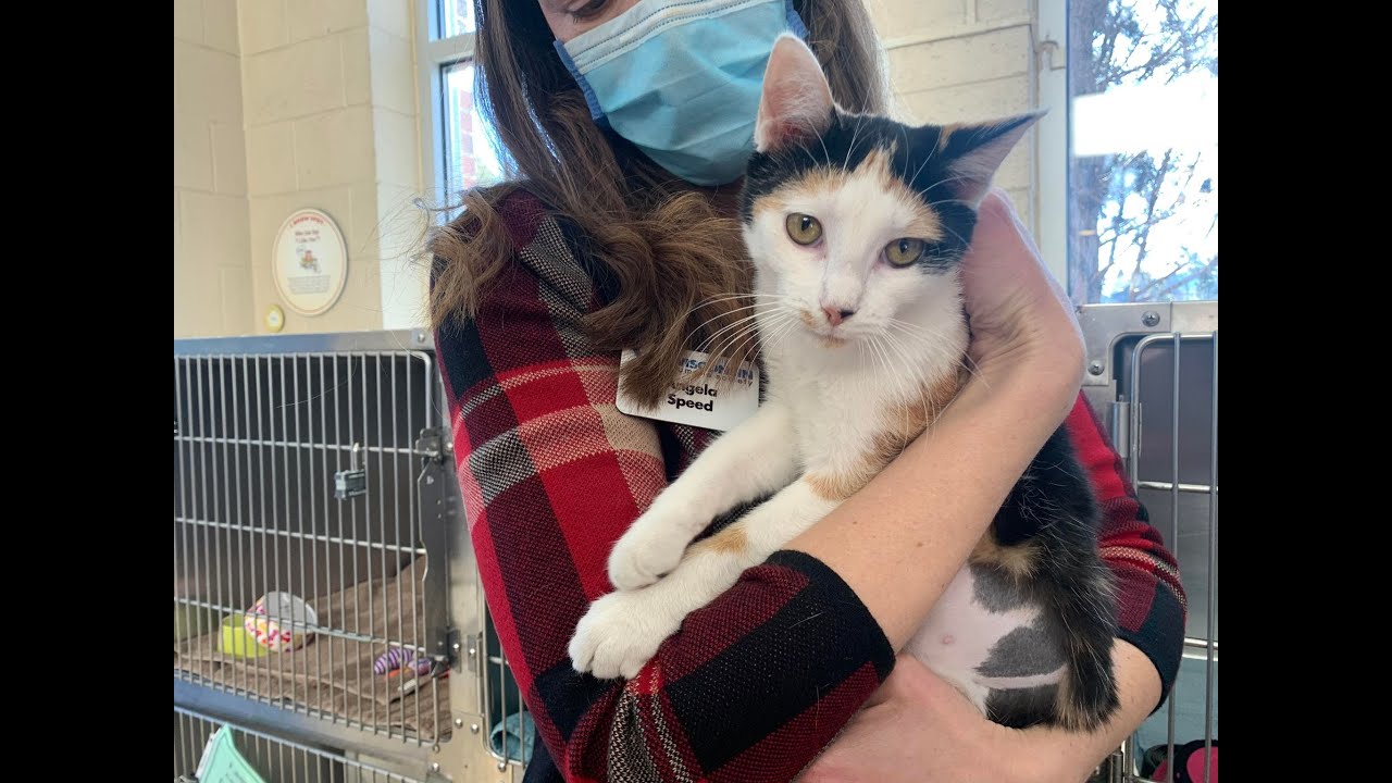 A Godsend For Us Wisconsin Humane Society Takes In 32 Cats From