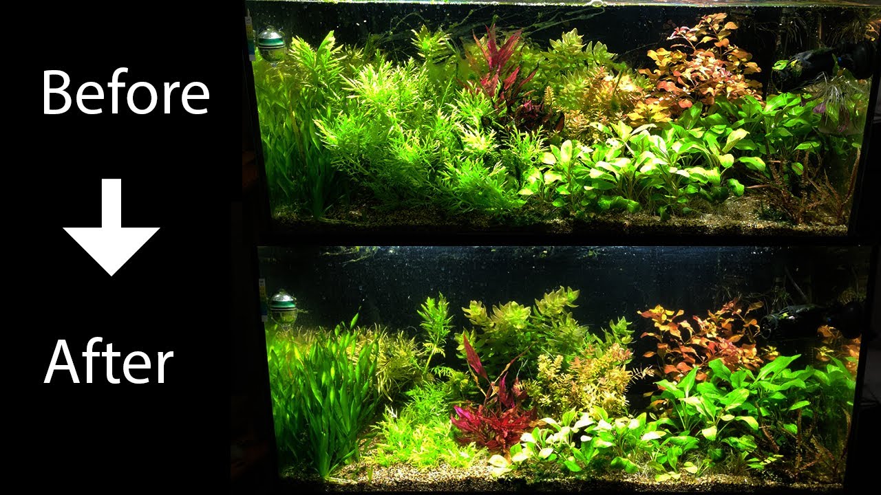Dutch Style Aquascape Maintenance in 5 Minutes - YouTube
