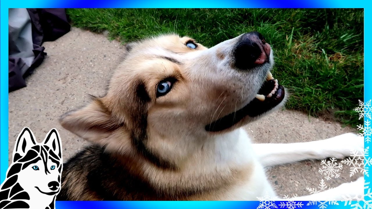 HUSKY EATS EVERYTHING (Including Bees!) #AskGTTSD | Fan Friday 259 Q&A ...