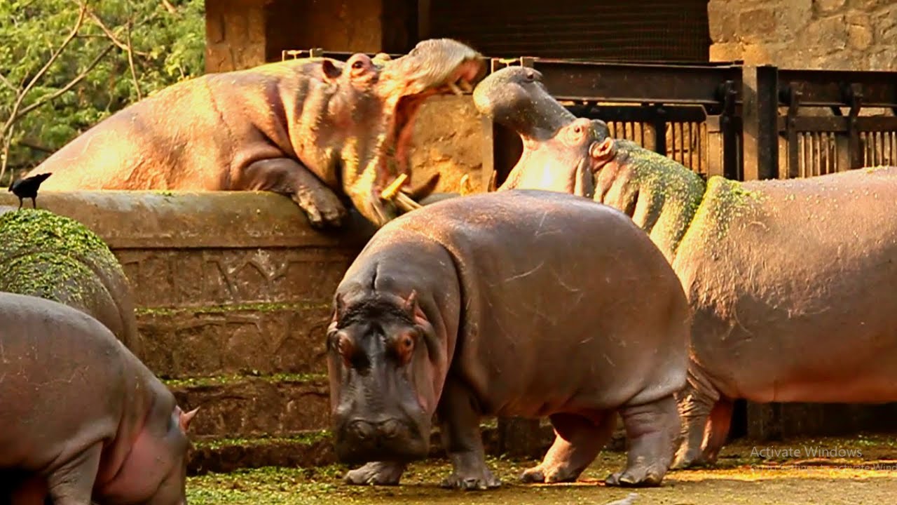 Greatest Fights in the Animal Kingdom. Hippopotamus vs Hippopotamus ...
