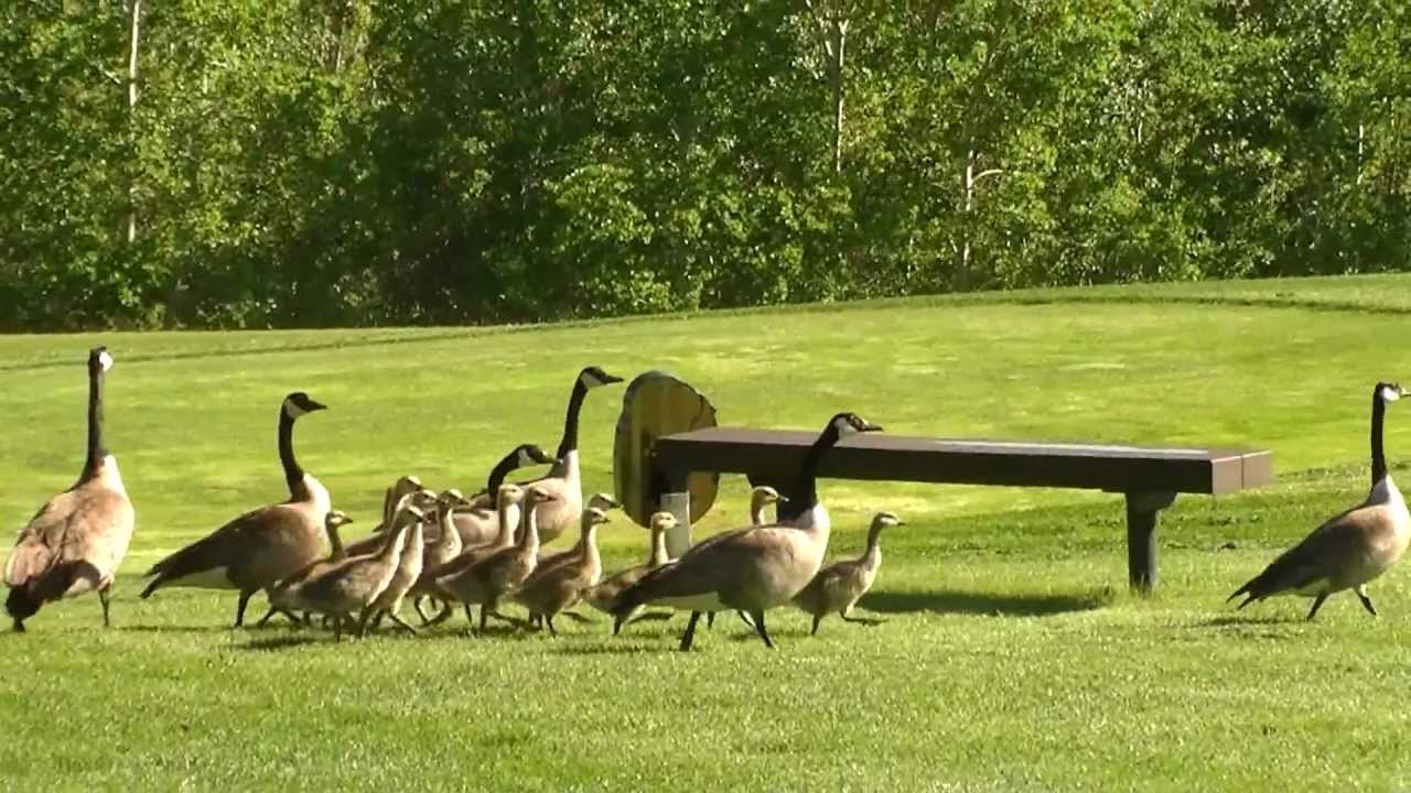 Capture Geese - YouTube