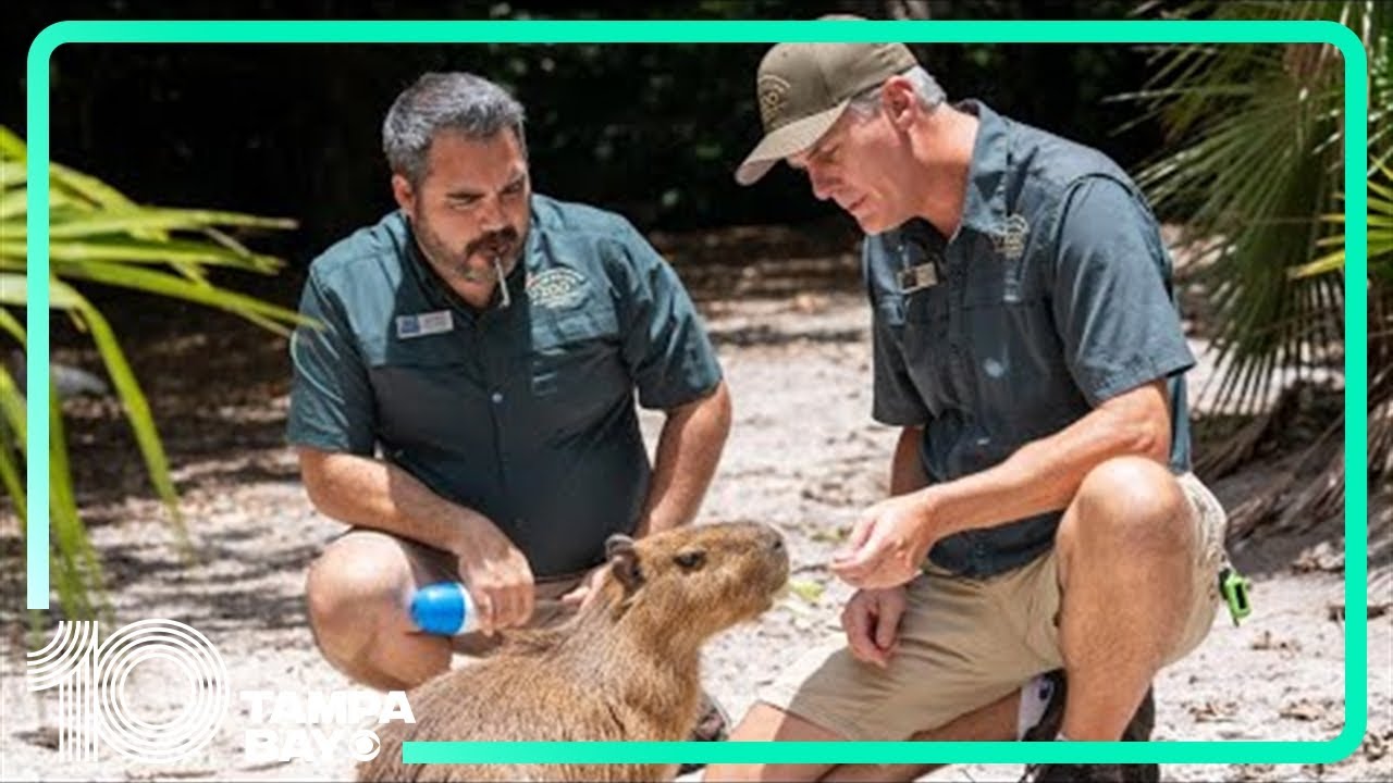 Female capybara comes to Florida zoo as part of a breeding program to ...