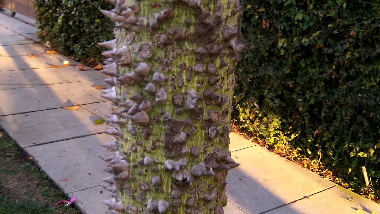 weird hobbit tree with giant thorns growing in los angeles Exciting new ...