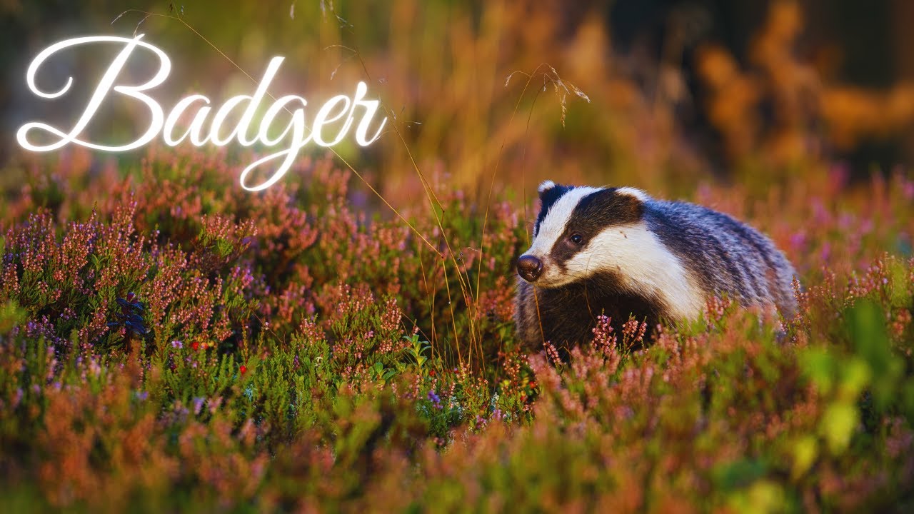 Animals for kids | Badger | Wildlife for kids - YouTube