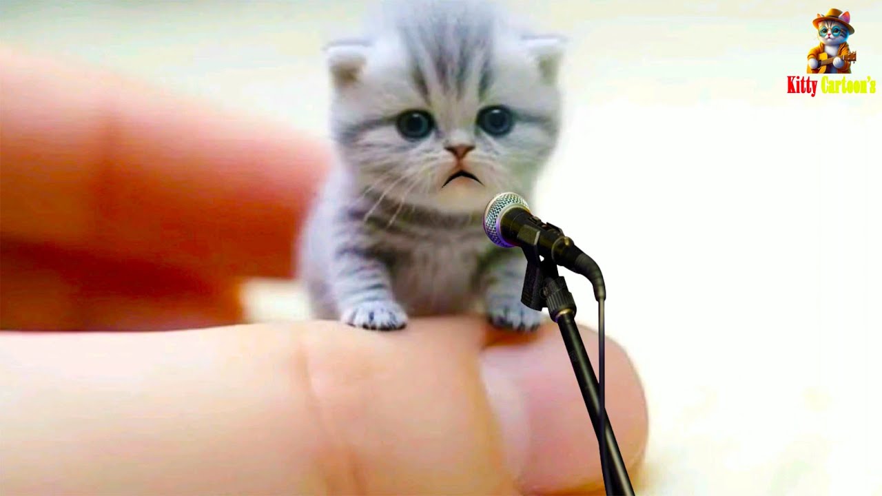 HAGA MESTAKHABEYA | KUCING NYANYI SUARA MERDU - YouTube