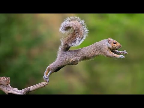 10 Unbelievable Flying Anmals 2021 - YouTube