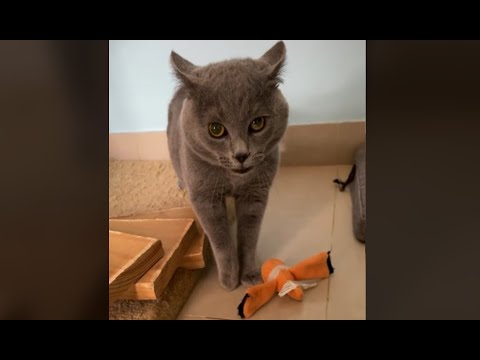 Ebribari(Everybody)/luga luga cat 1 Hora - YouTube