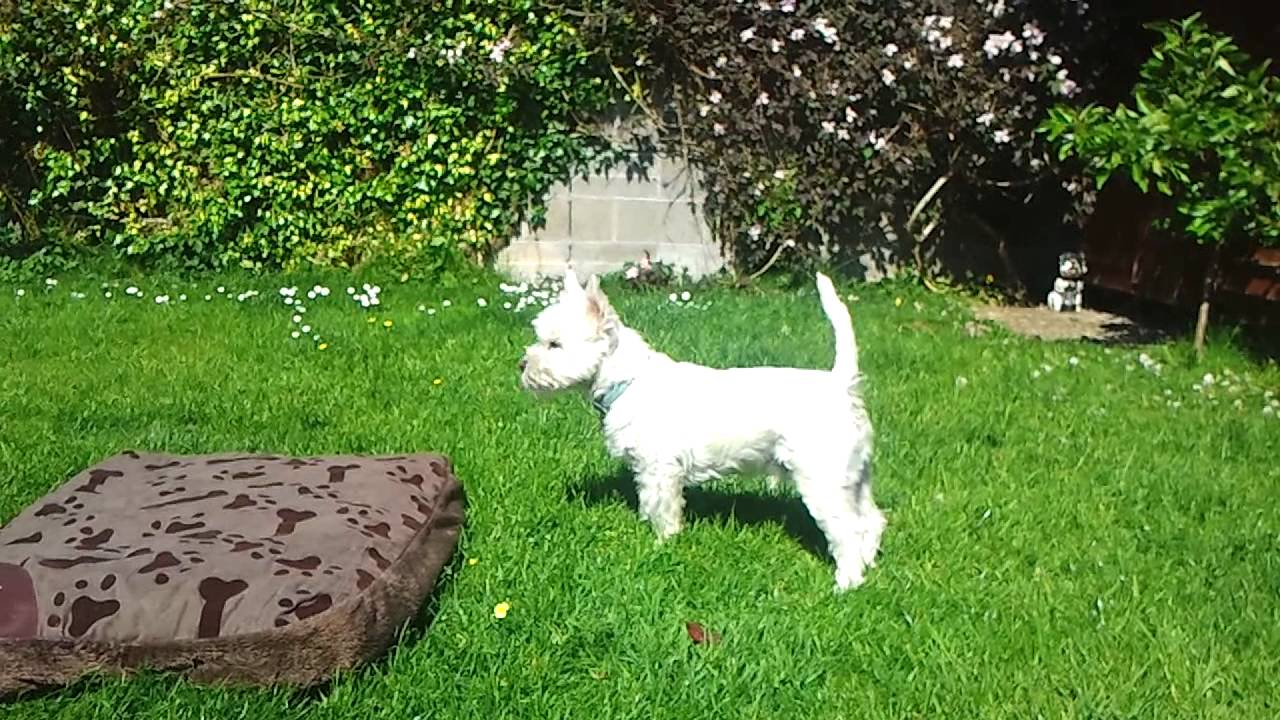 Westie rolling some grass! - YouTube
