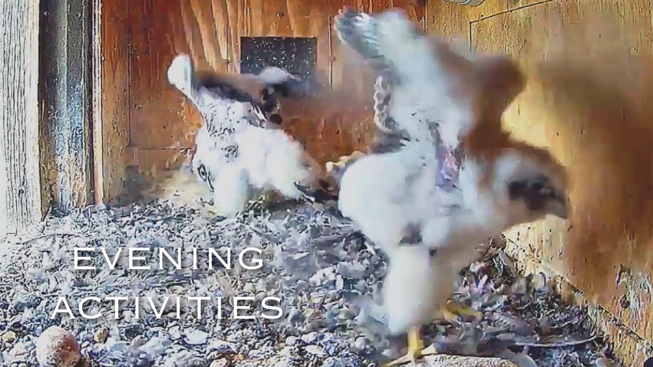 #167🦅Falcon Nest ／Box Camera - FalconCam Project LIVE - YouTube