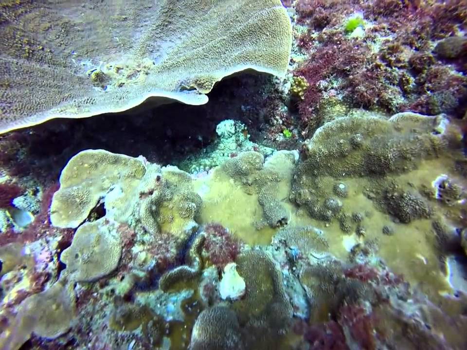 Go Dive Brisbane at Shag Rock 7th Feb 2015 - YouTube