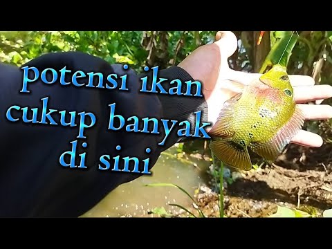 Mancing di bawah kemericik kucuran air banyak ikannya lohan dan red ...