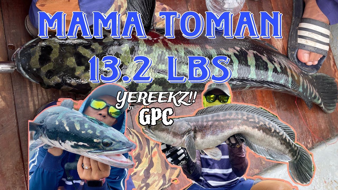 Mama toman klau 13.2 lbs - YouTube