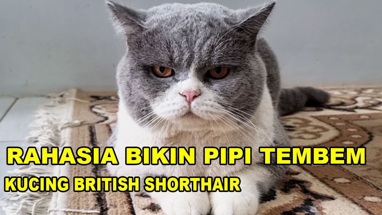 Rahasia Bikin Pipi Tembem Di Kucing BSH - YouTube
