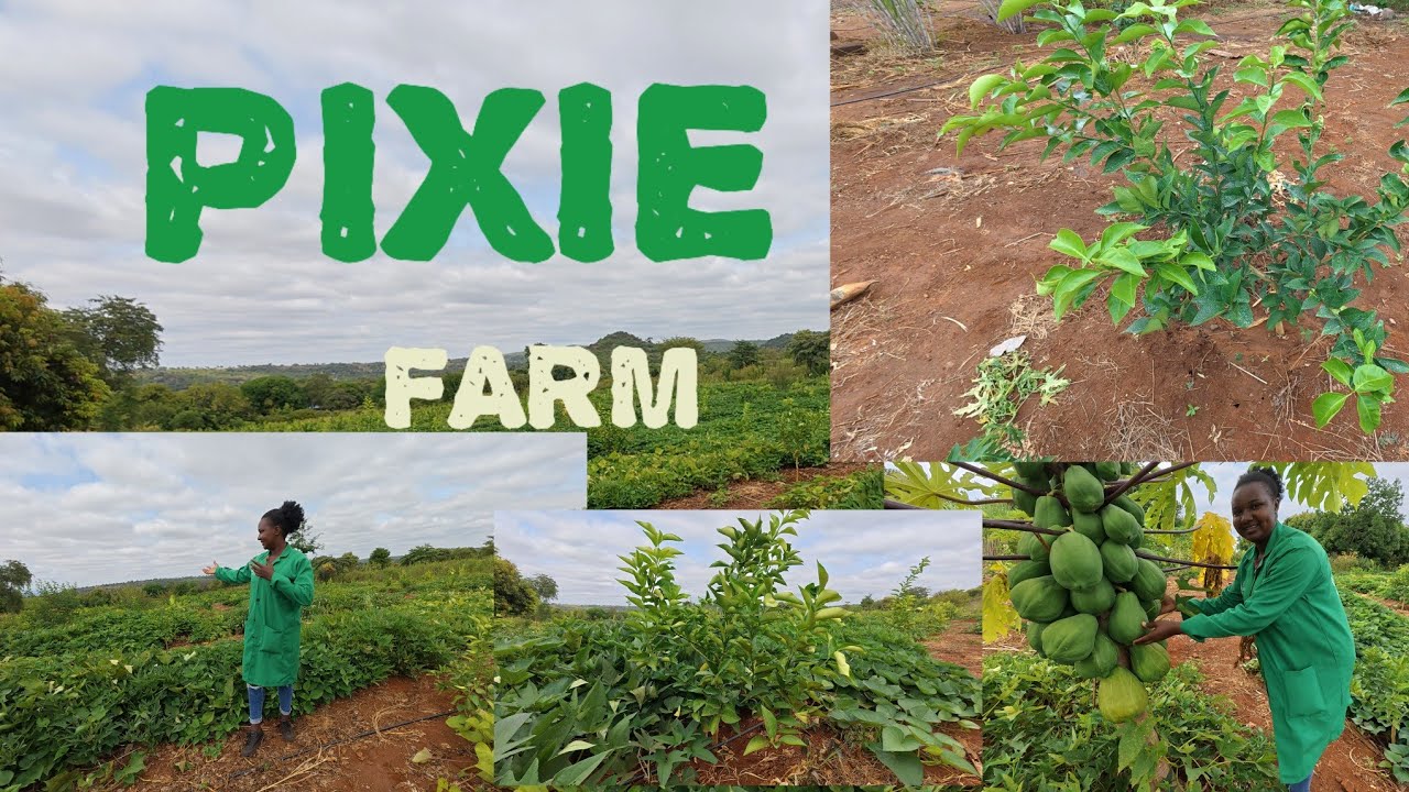 PIXIE ORANGE Farming in Tharaka Nithi County - Kenya - YouTube