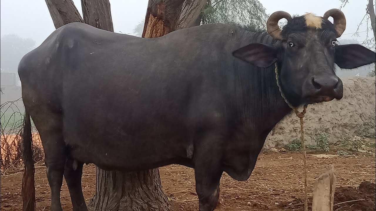beautiful Neeli Ravi Buffalo for sale on YouTube in Pakistan,17-12-2019 ...