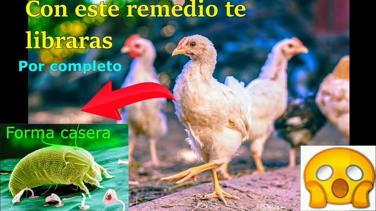 Si tienes problemas con los corucos o piojillos este remedio es para ti ...