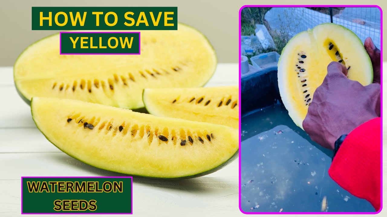 Yellow Watermelon Seeds - Sink or Swim A Guide How To Save Yellow ...