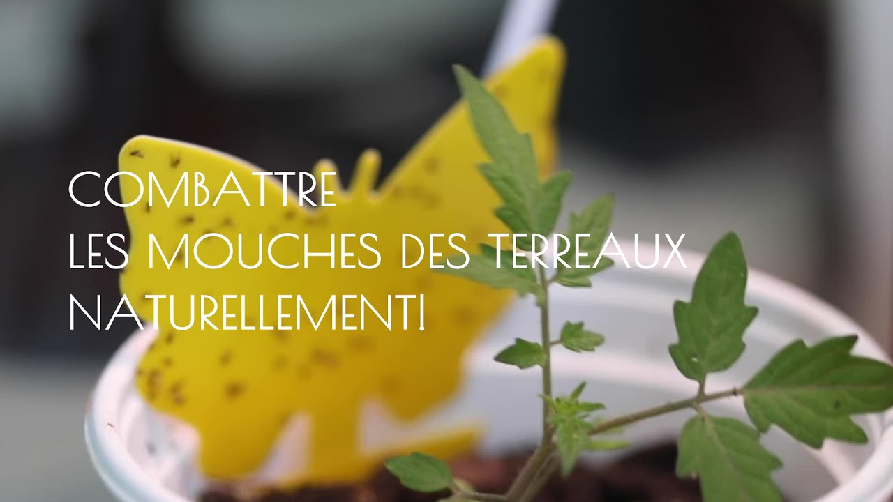[FR] Larves de sciarides? Mouches des terreaux? Contrôlez-les ...