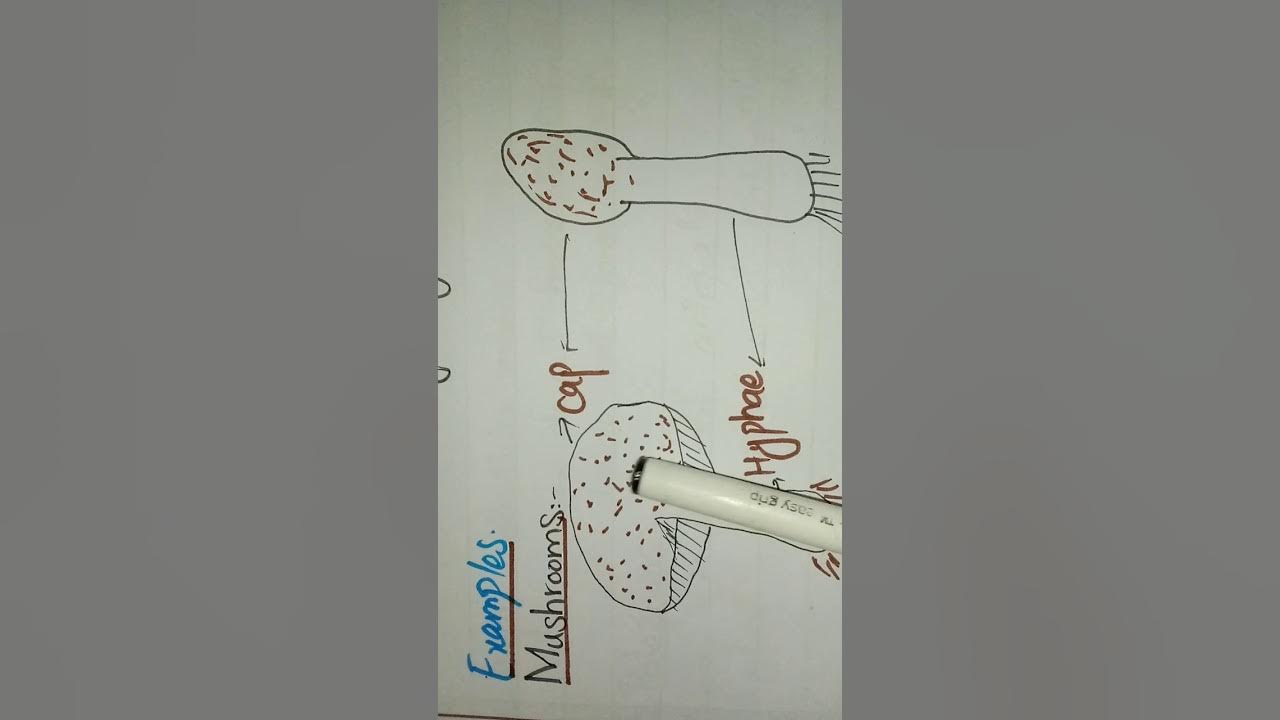 Fungi Kingdom fungi In Urdu YouTube fungi-kingdom-fungi-in-urdu-youtube