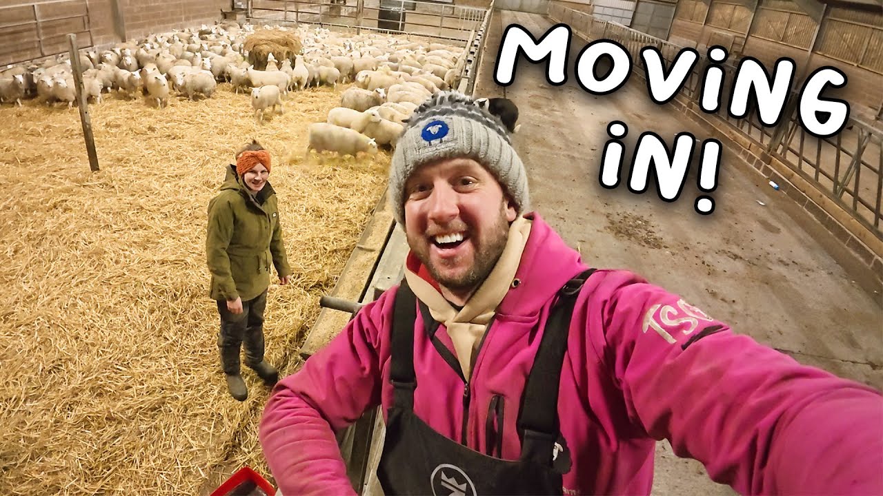 We've got sheep in the sheds! | The Sheep Game | The Content Farm