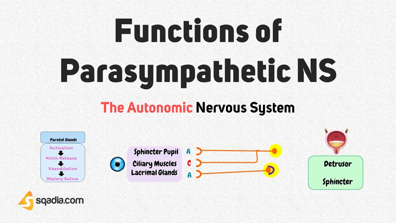 The Autonomic Nervous System | Functions of Parasympathetic NS - YouTube