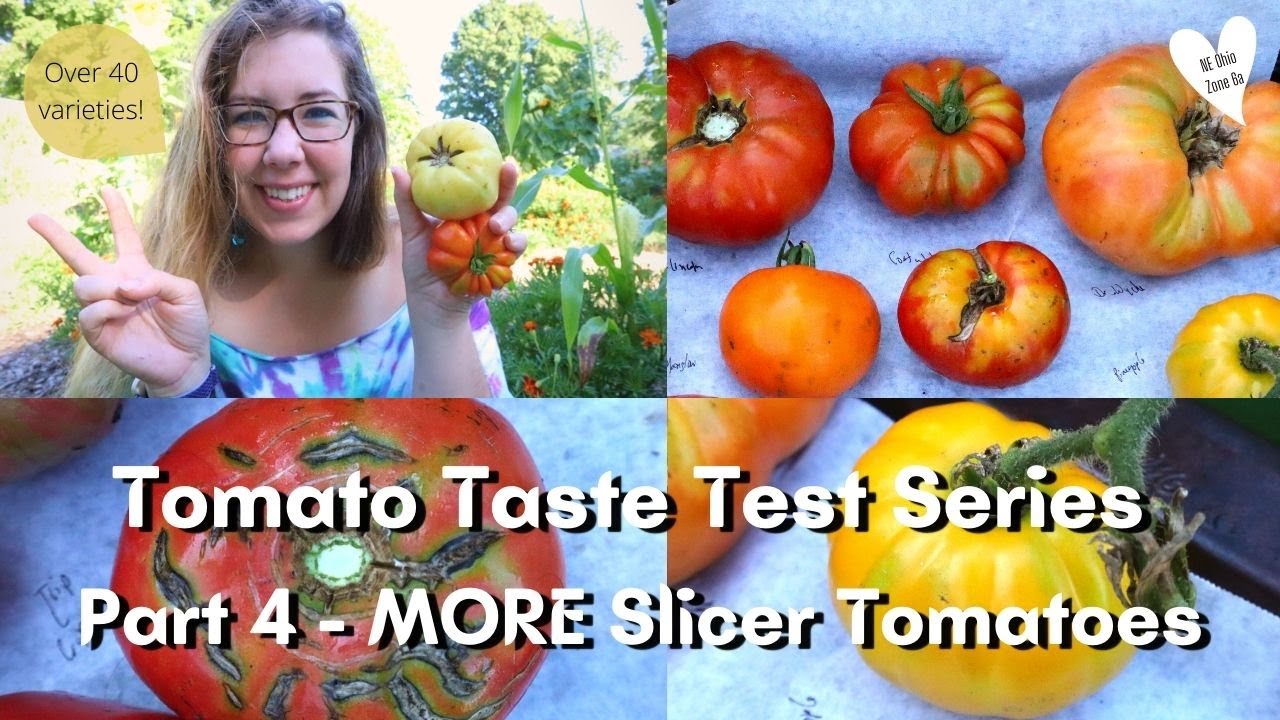 Tomato Taste Test Series (Over 40 varieties!) | Part 4 MORE Slicer ...
