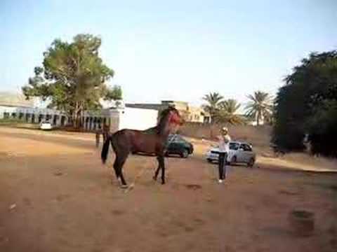 libyan horses - YouTube