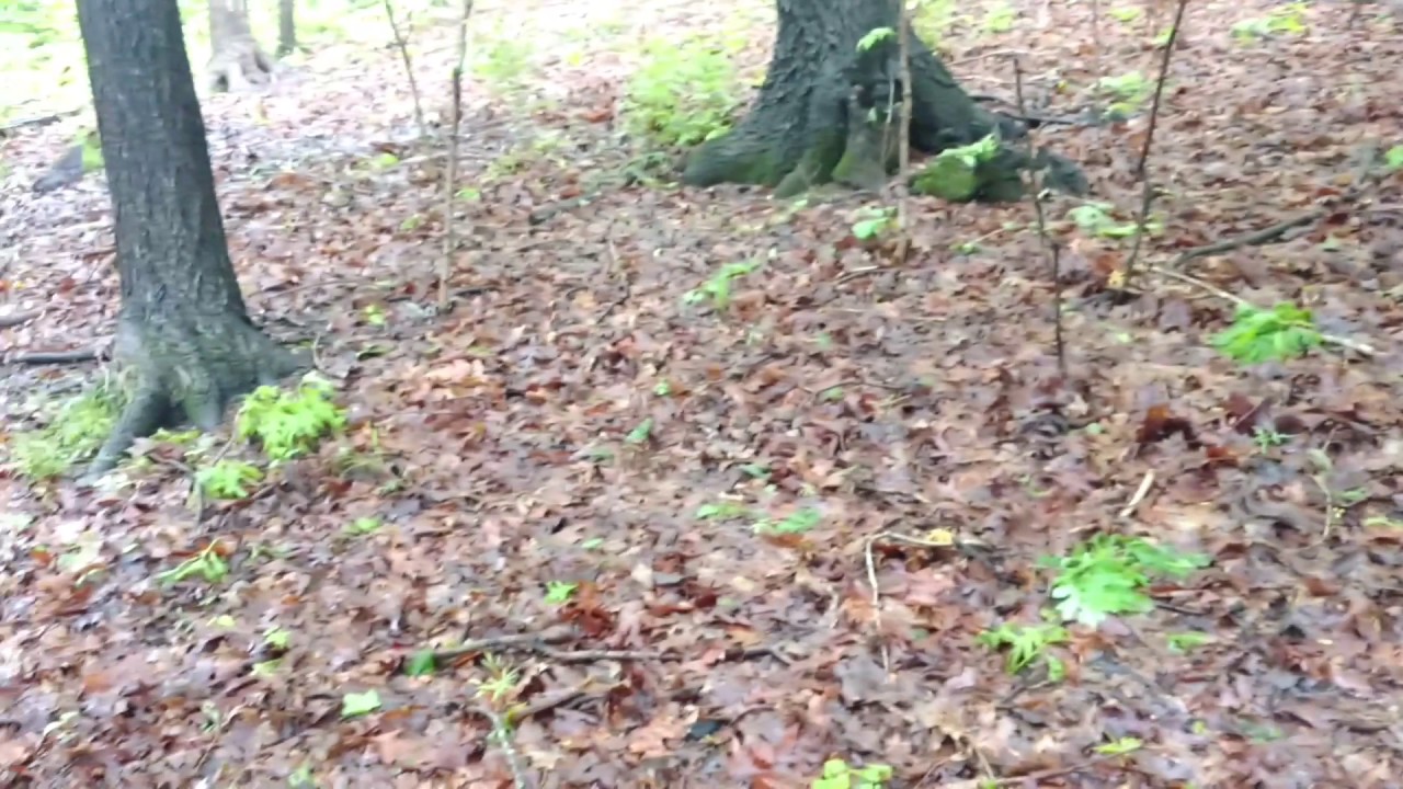 How to catch a tree frog - YouTube