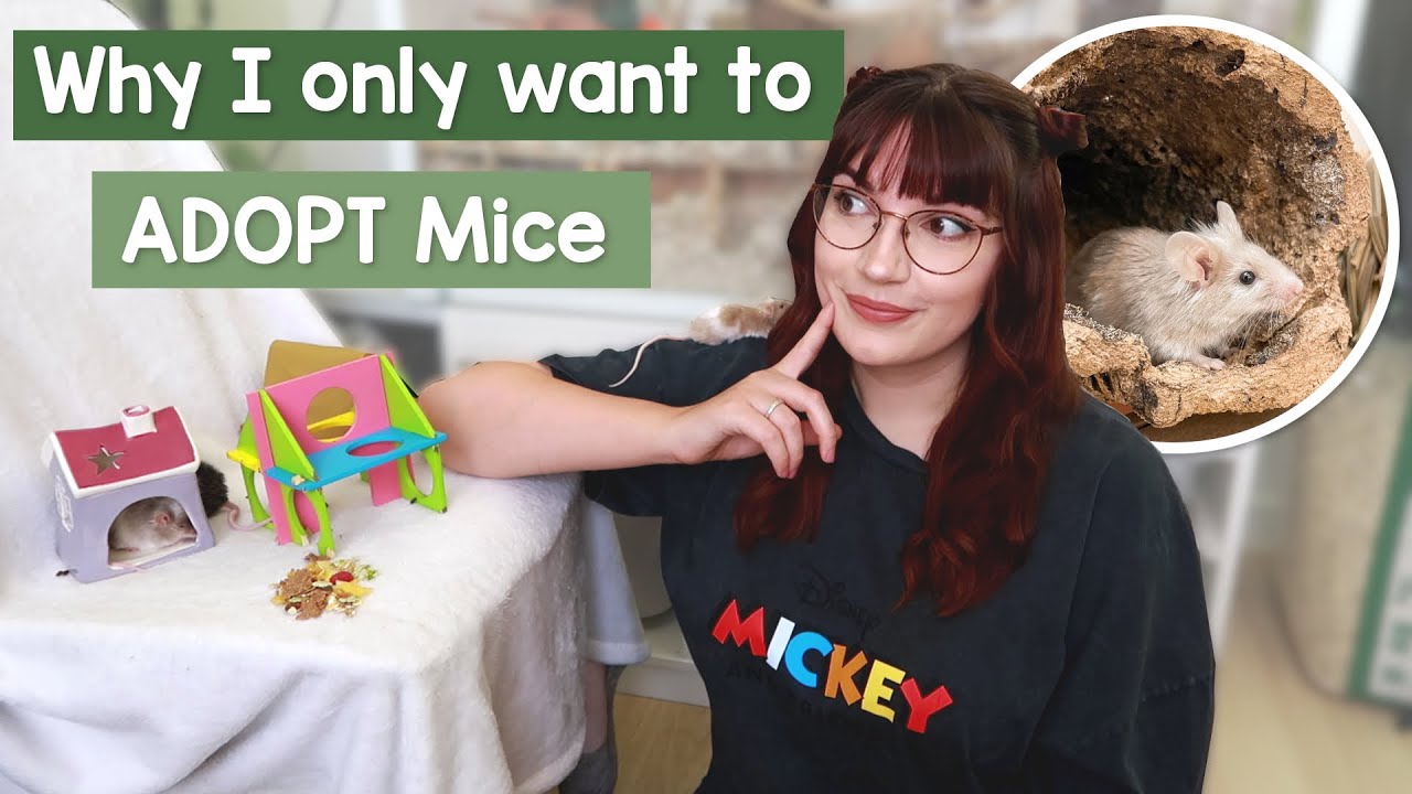 Why I only want to ADOPT Mice in the future - YouTube