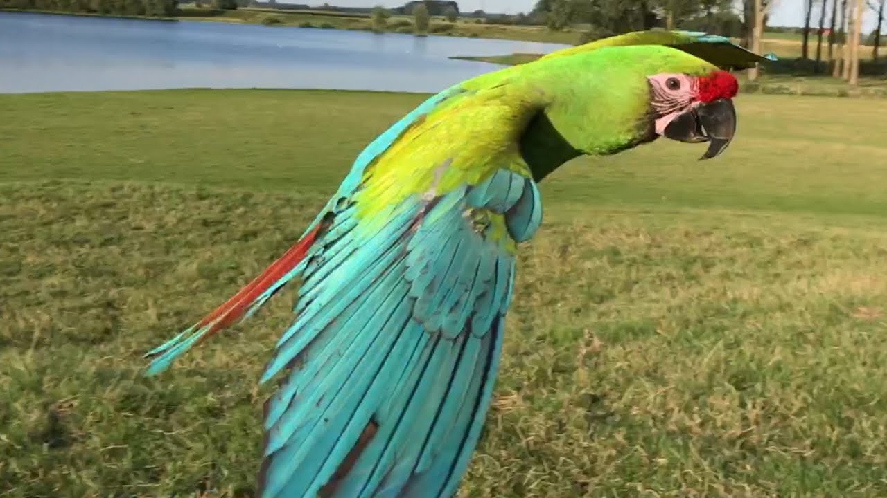 Military Macaw chased by a seagull! - YouTube